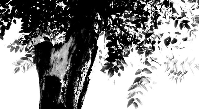 Marco Tripodi presenta Don Fortunato - Mentelocale Web Magazine